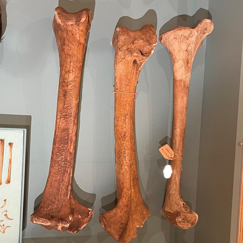Moa Bones | Aratoi — Wairarapa Museum of Art and History